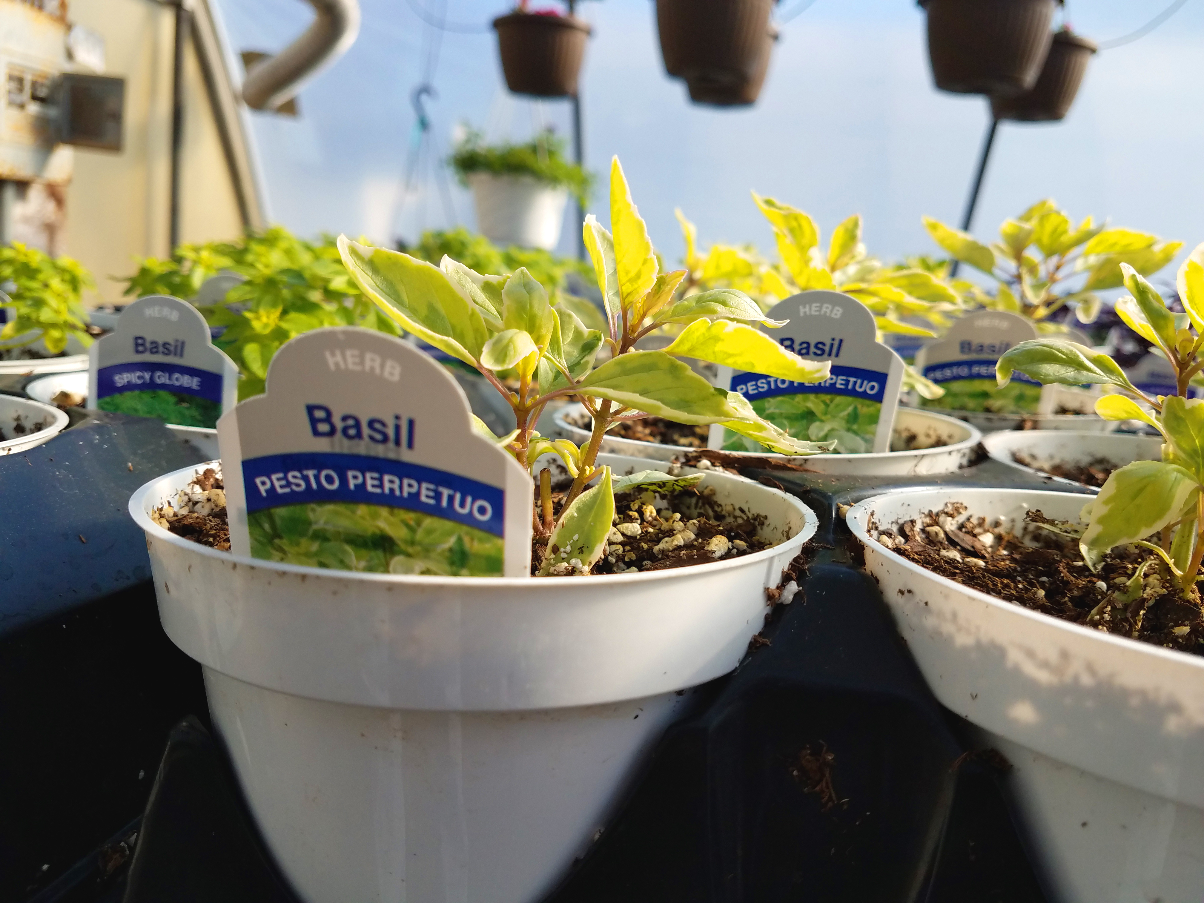 Basil – Brown's Family Farm Market